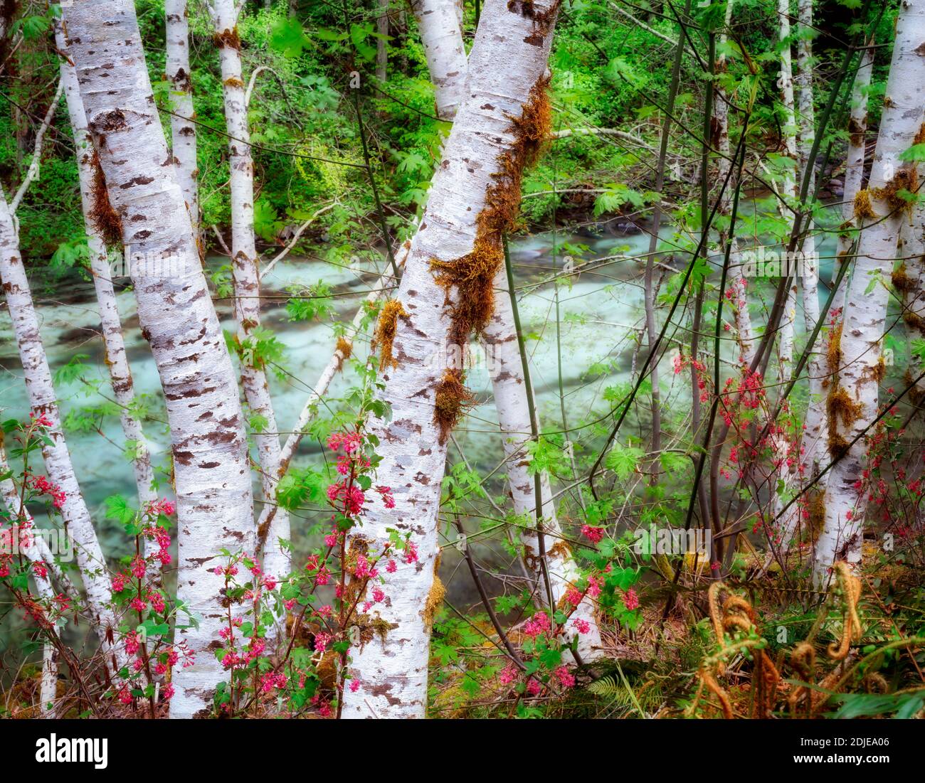 Alder trees and red current (Ribies sanguinium) along banks of ...
