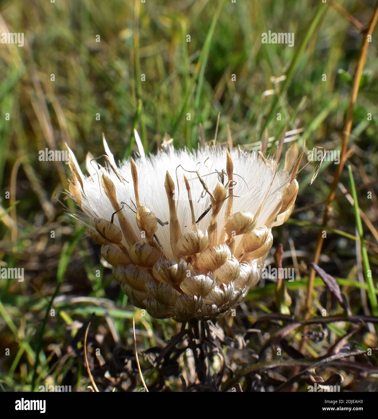 Coniferum hi-res stock photography and images - Alamy