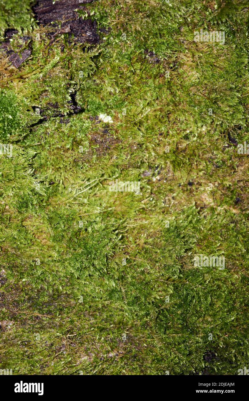 green moss background texture beautiful in nature Stock Photo - Alamy