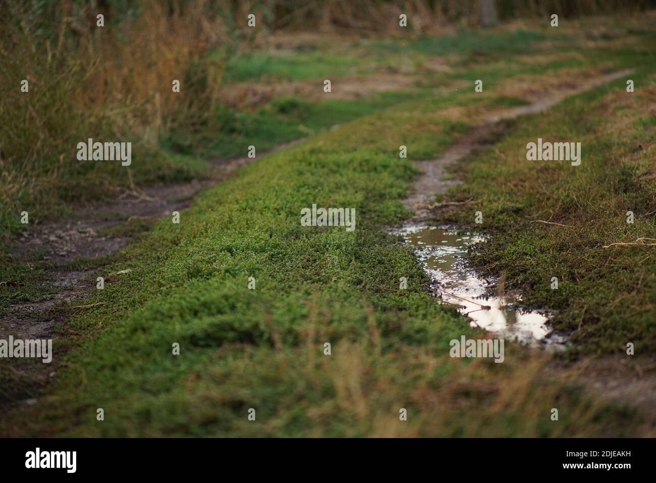 Wet country road with green grass and puddle on soil track Stock Photo ...