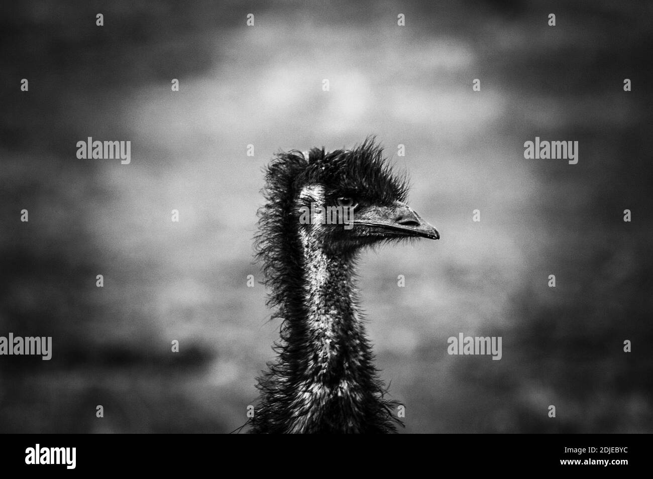 Emu silhouette Black and White Stock Photos & Images - Alamy