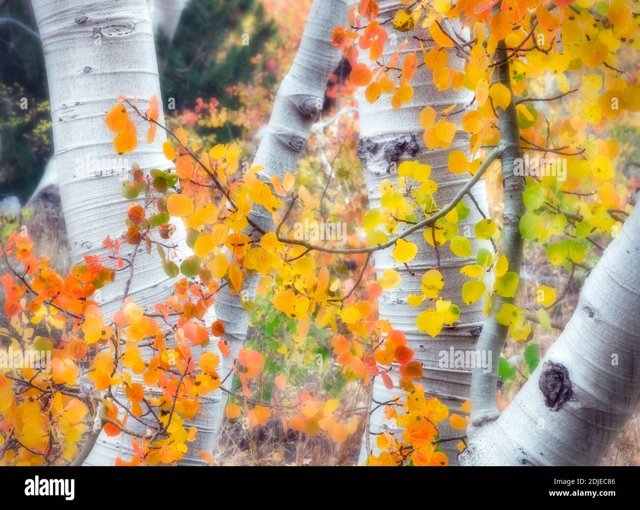 Close up of fall color and trunks of aspen trees. Inyo National forest ...
