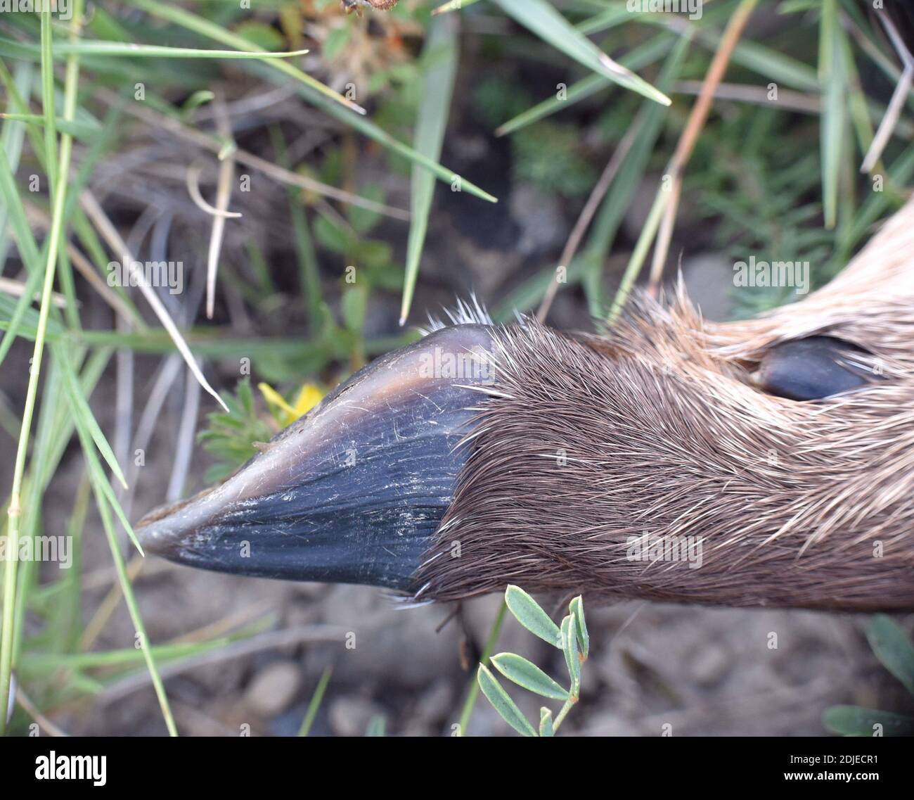 Fawn hoof killed by scabies. Munilla, La Rioja Stock Photo - Alamy