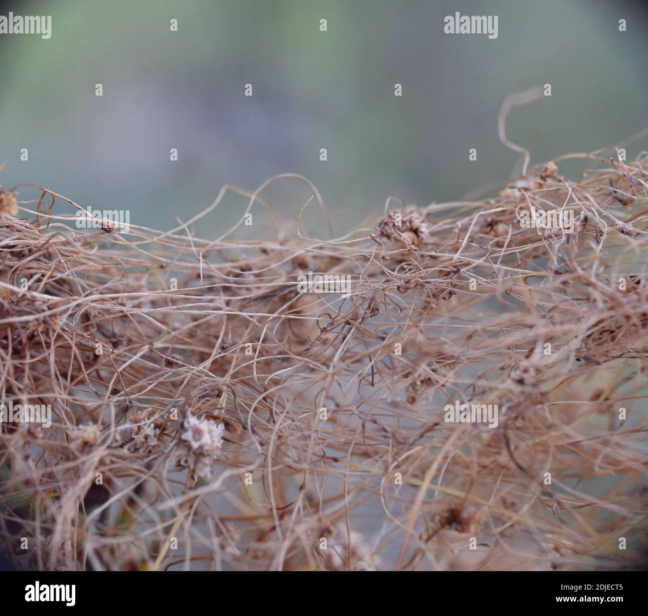 Invasive plant Cuscuta epithymum in mountain. Munilla, La Rioja Stock ...