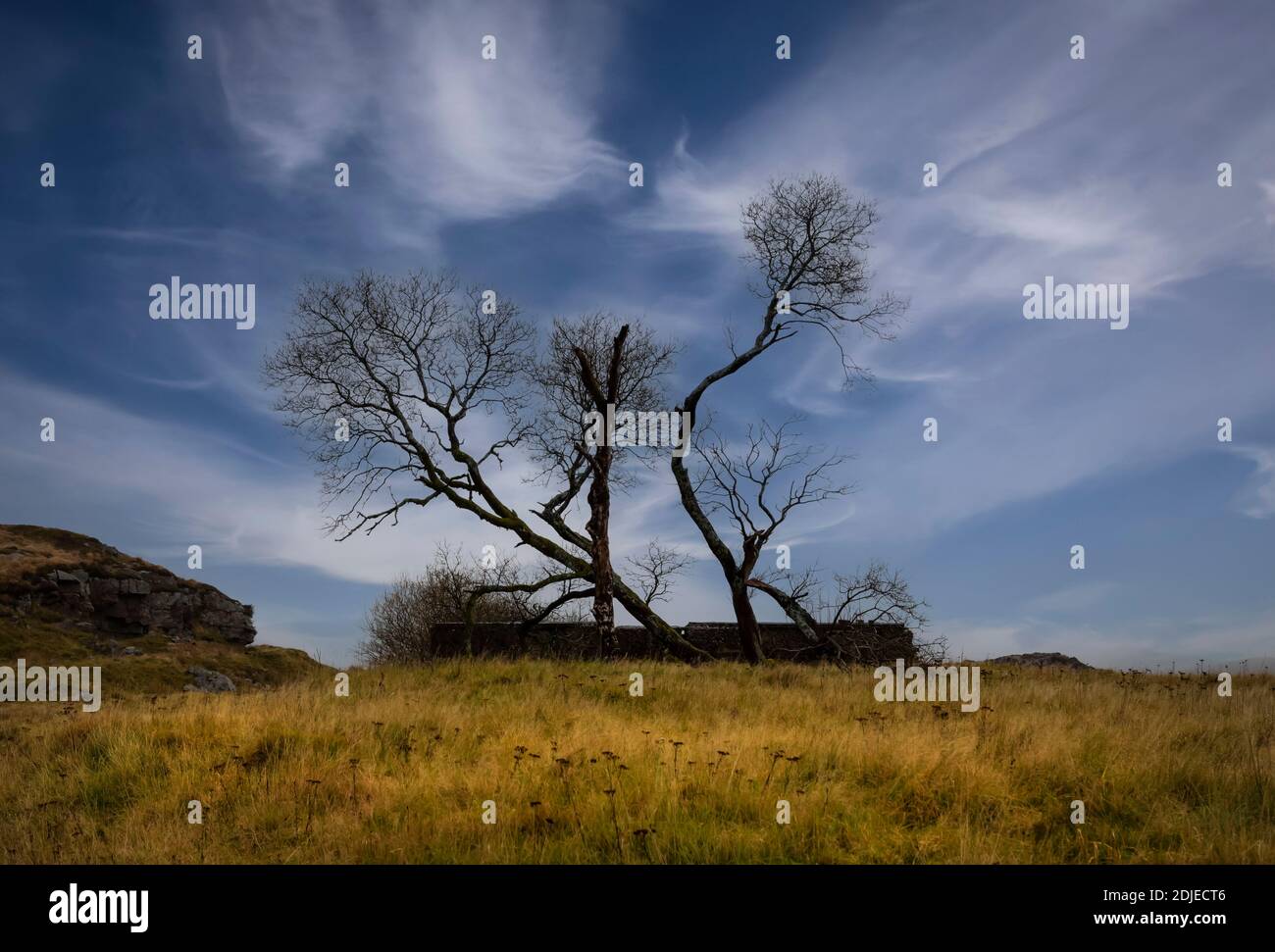 Old dead trees at Penwyllt Stock Photo - Alamy