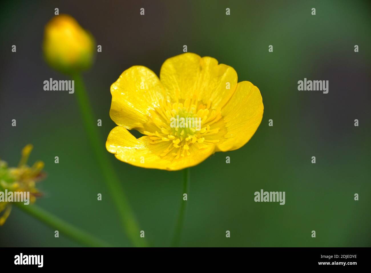 Yellow flower of Buttercup (Ranunculus plant family Stock Photo - Alamy