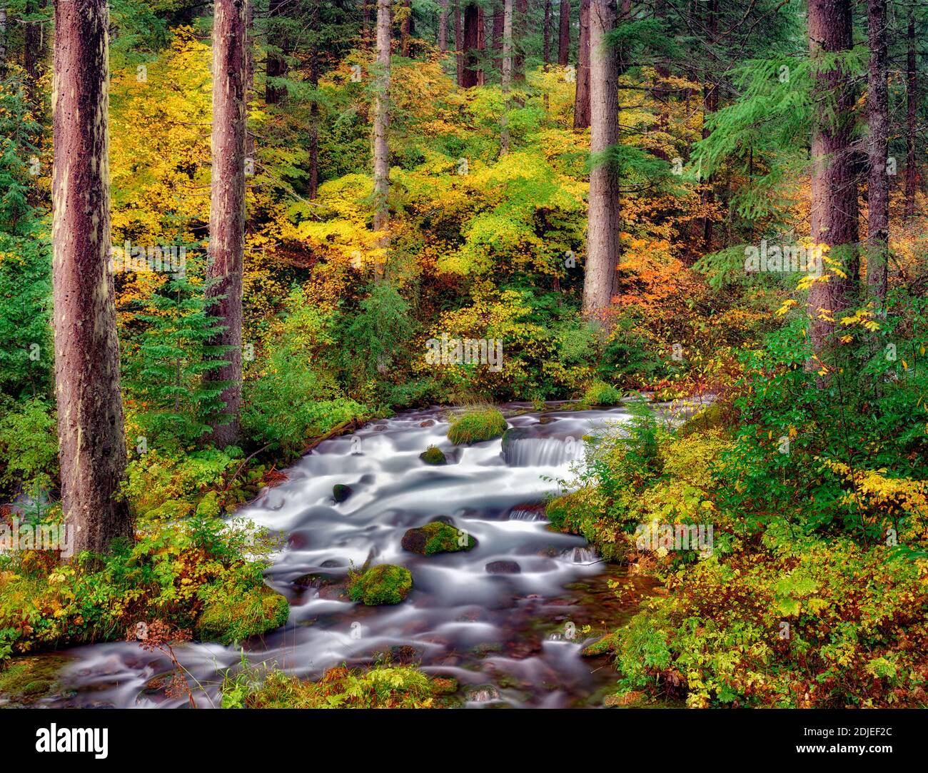 M00002L.tiff Roaring River with fall colors. Taken from Auferdeide ...