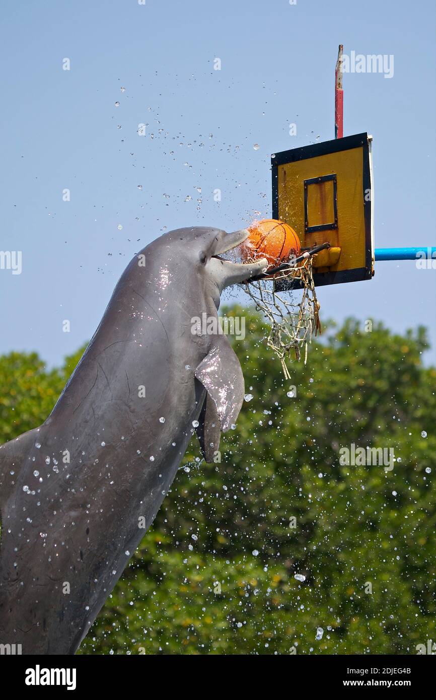 Dolphin ball sea hi-res stock photography and images - Alamy
