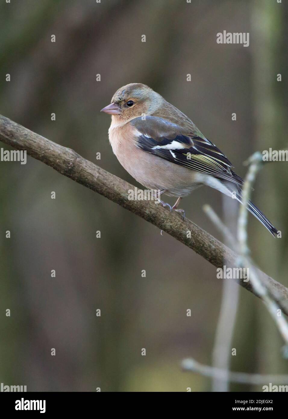 Portrait format chaffinch image hi-res stock photography and images - Alamy