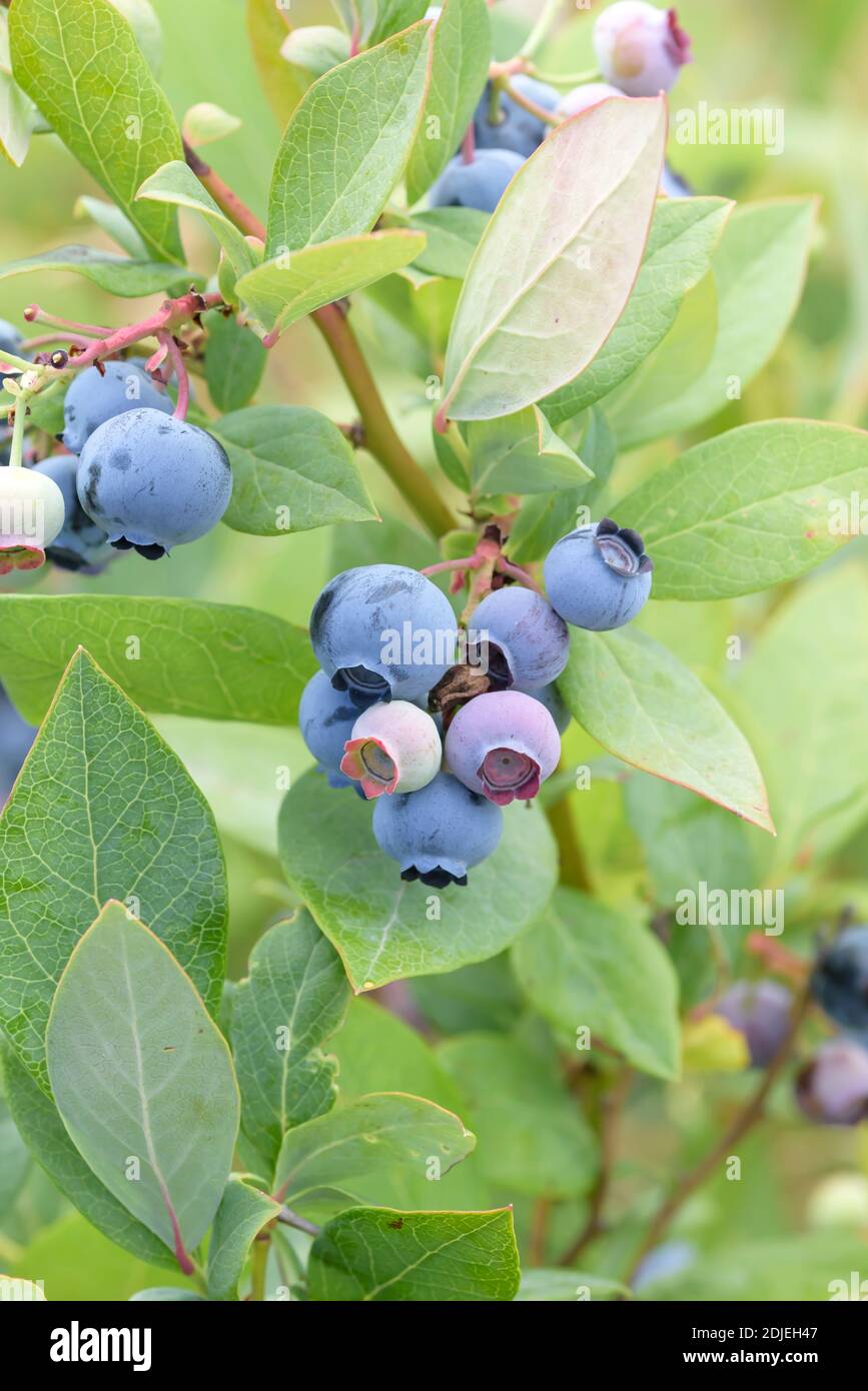 Heidelbeere hi-res stock photography and images - Alamy