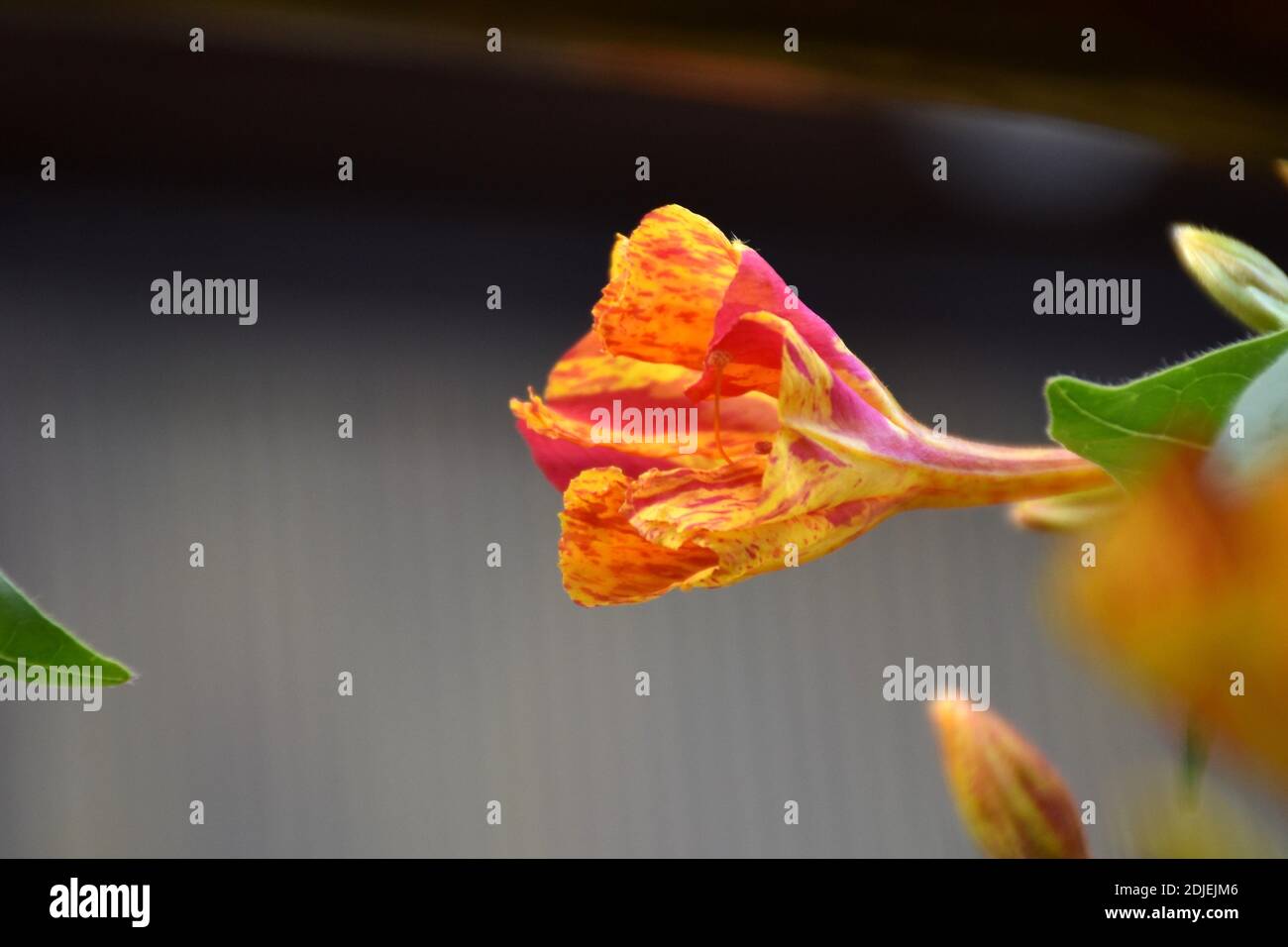 Hybrid flower of Mirabilis jalapa plant, opens at night Stock Photo - Alamy