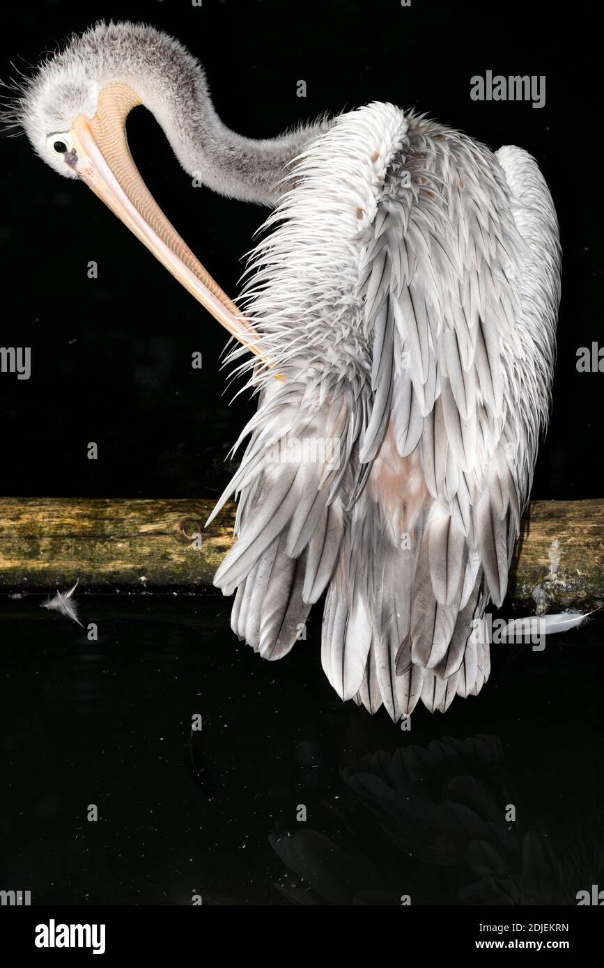 Pink backed pelican preening feathers hi-res stock photography and ...