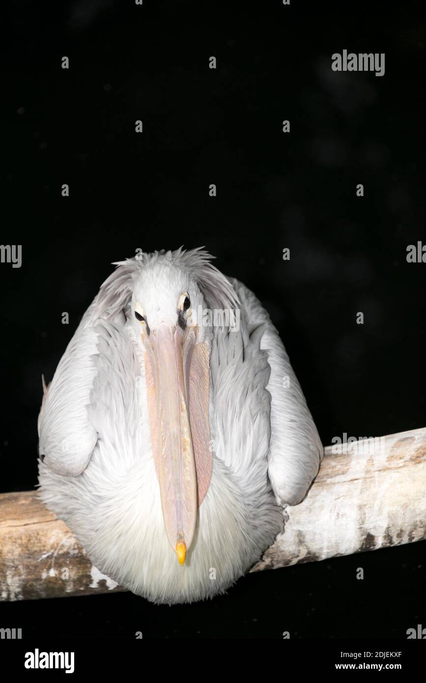 Pink back pelican hi-res stock photography and images - Alamy