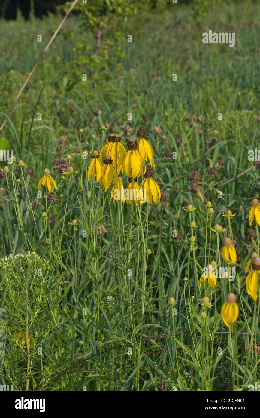 Ratibida Plant High Resolution Stock Photography and Images - Alamy