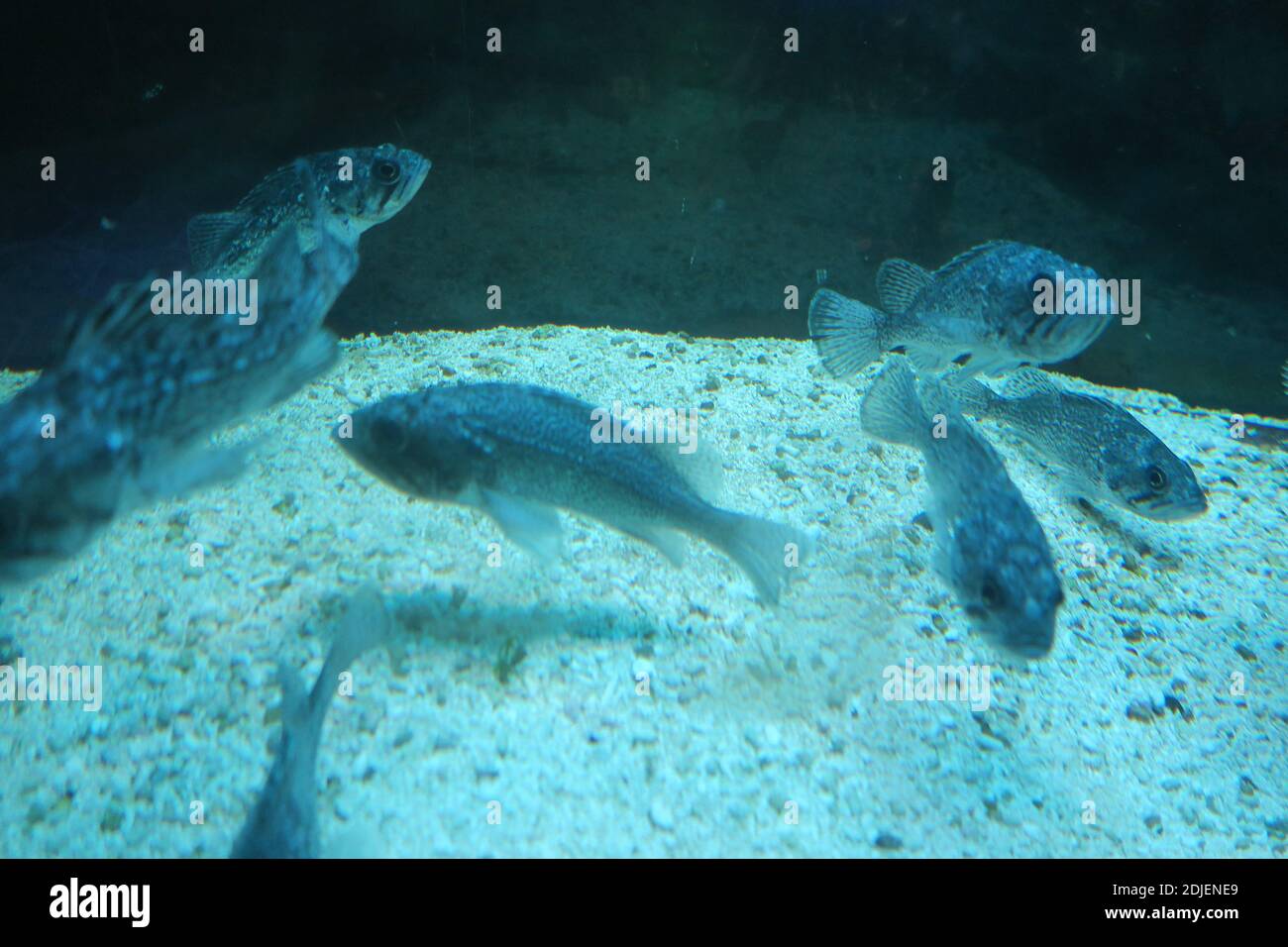 Fish Swimming In Sea Stock Photo - Alamy