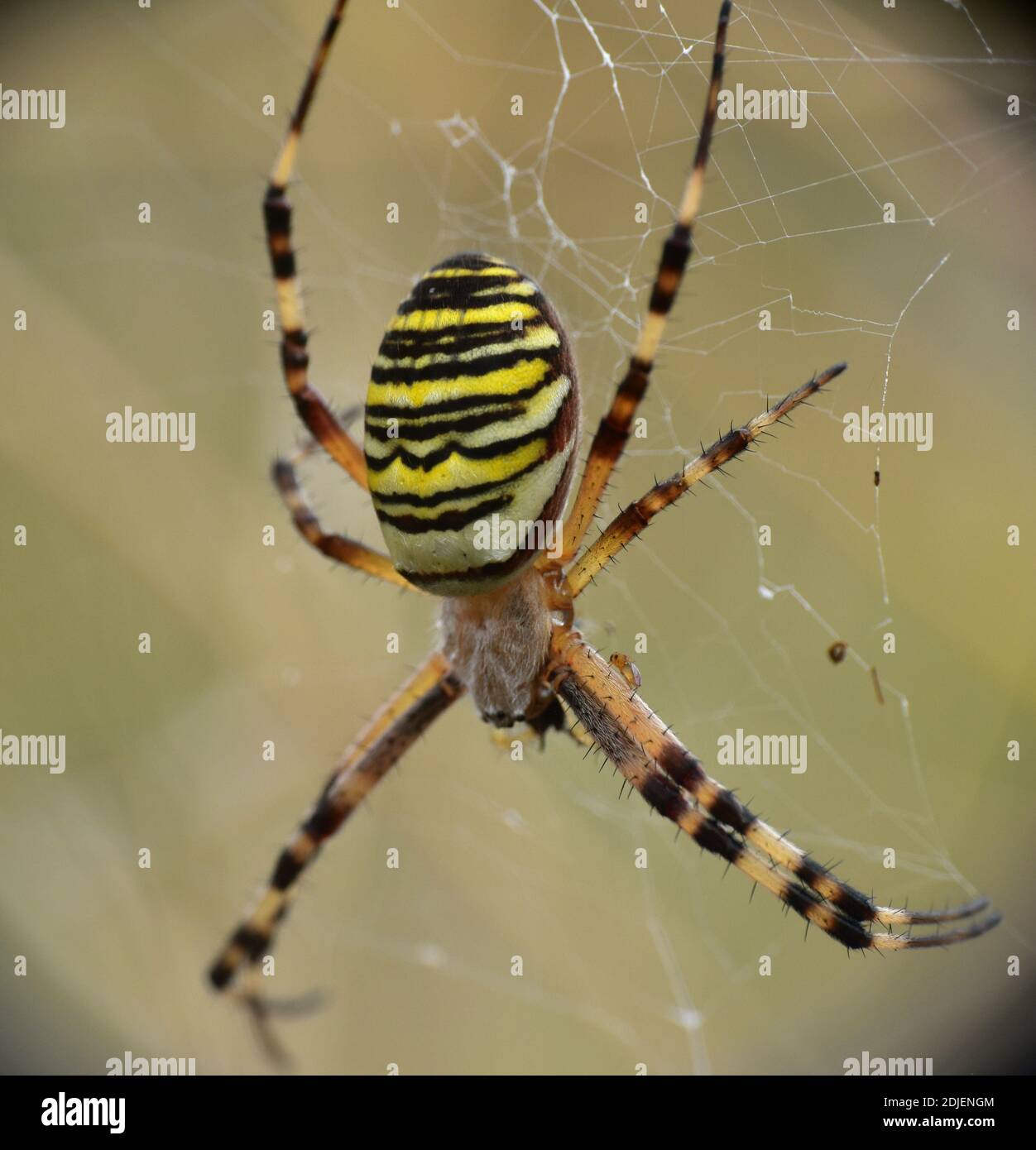 Black, white and yellow tiger spider (Argiope bruennichi) on cobweb ...