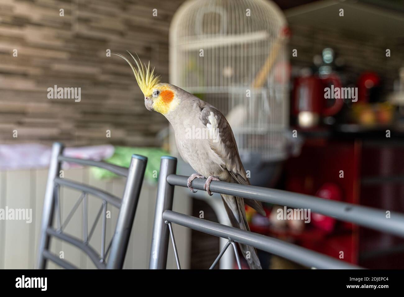 Gray-yellow parrot sits on a chair by the cage at home Stock Photo - Alamy