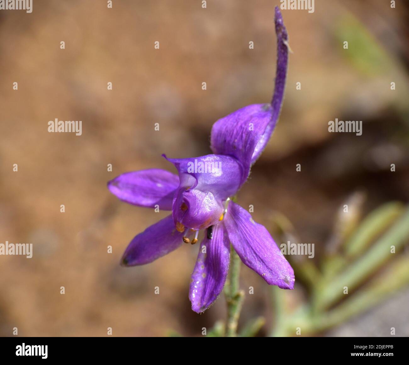 Delphinium pubescens hi-res stock photography and images - Alamy