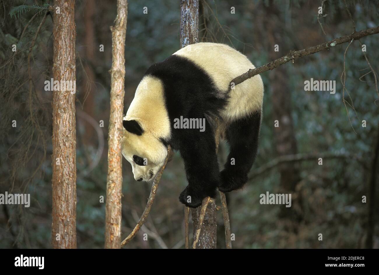 Giant Panda, ailuropoda melanoleuca, Adult standing on Branch, Wolong ...