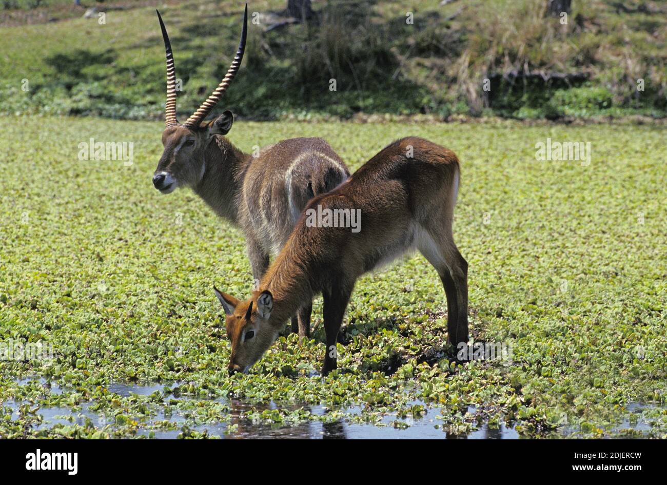 Common Waterbuck, kobus ellipsiprymnus, Pair standing in Swamp, Masai ...