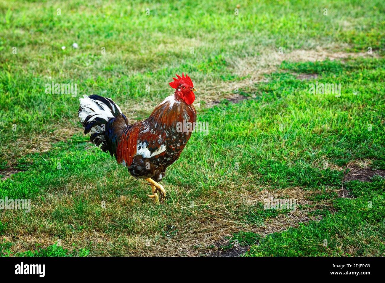 Beautiful rooster hi-res stock photography and images - Alamy