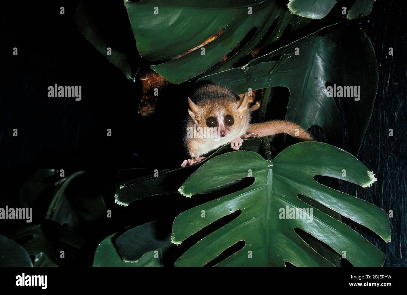 Gray Mouse Lemur, microcebus murinus Stock Photo - Alamy