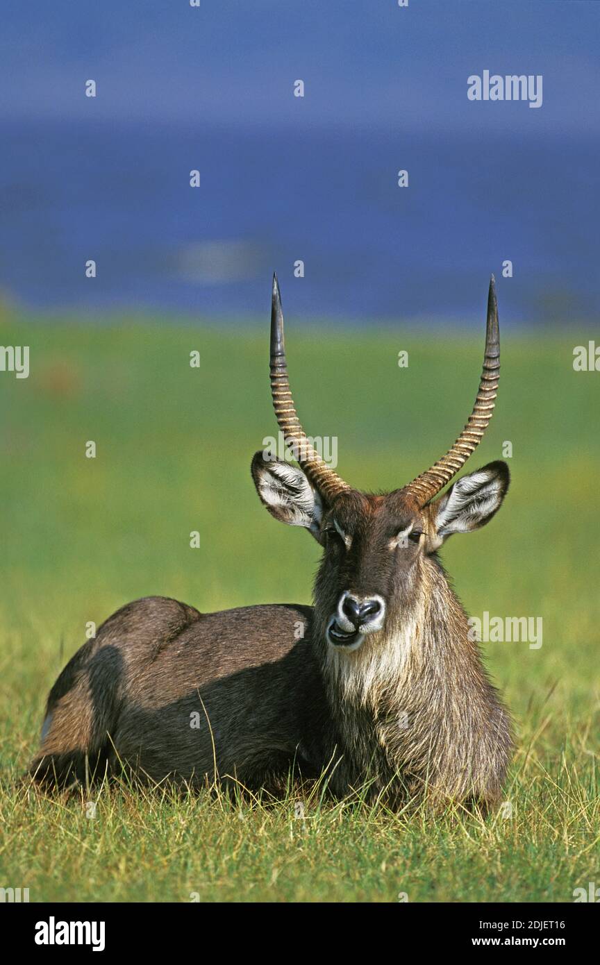 Defassa Waterbuck, kobus ellipsiprymnus defassa, Male resting, Masai ...