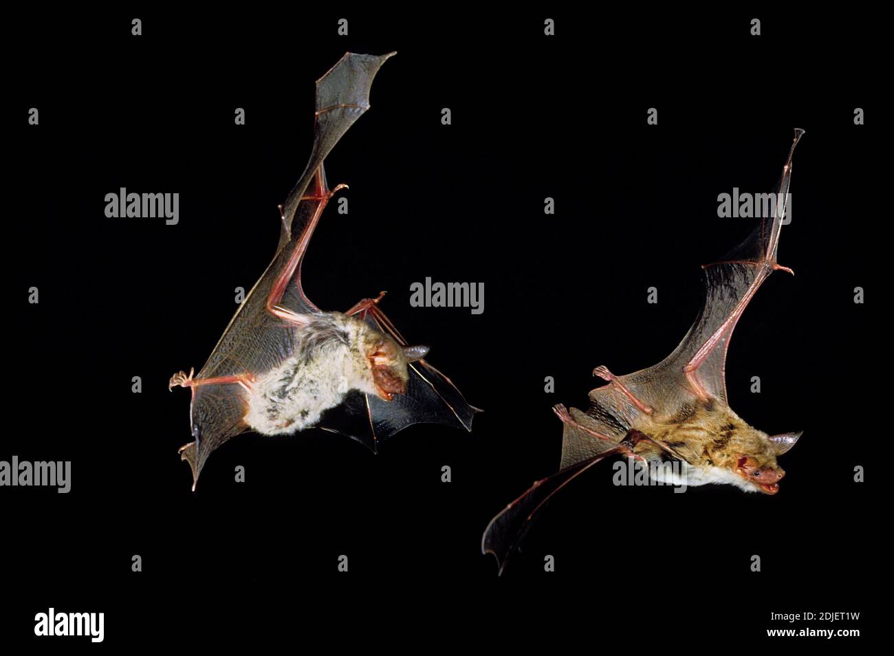 Mouse-Eared Bat, myotis myotis, Adults in Flight against Black ...