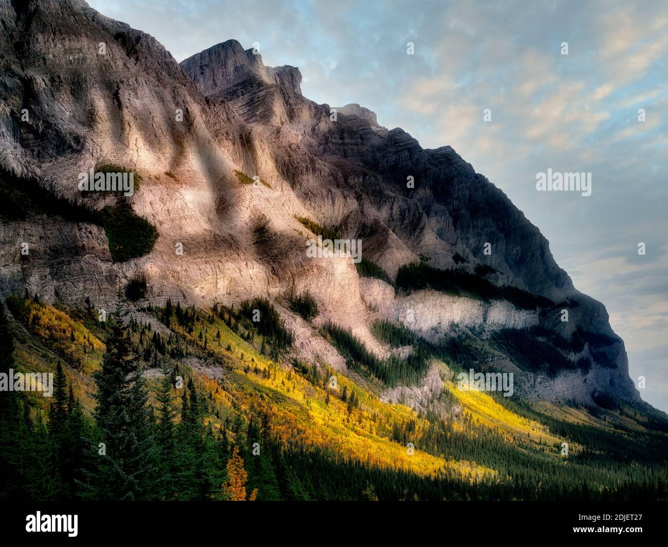 Mountainside with fall colored aspen trees. Banff National Park ...