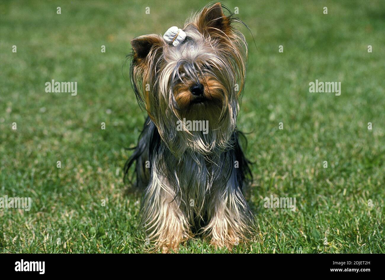 Yorkshire Terrier, Grooming Stock Photo - Alamy