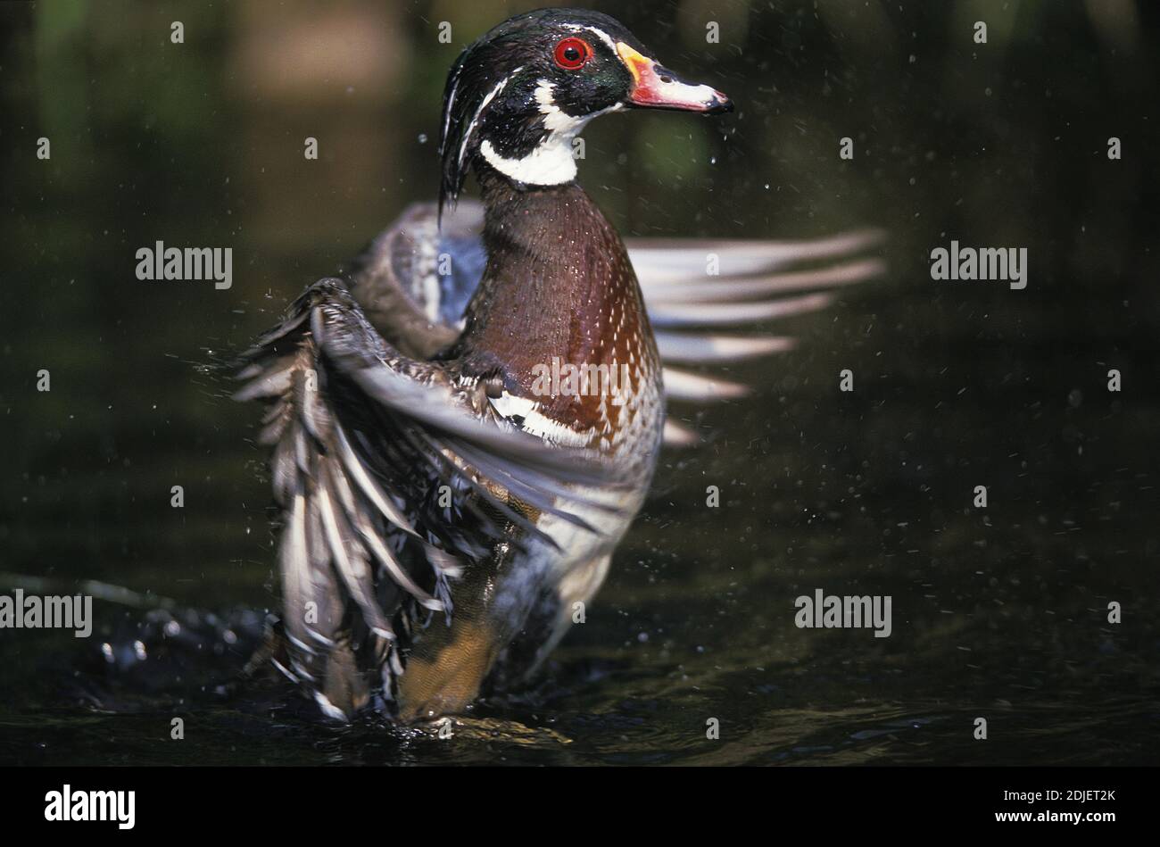 Wood Duck, aix sponsa, Male in Flight, Taking off Stock Photo - Alamy