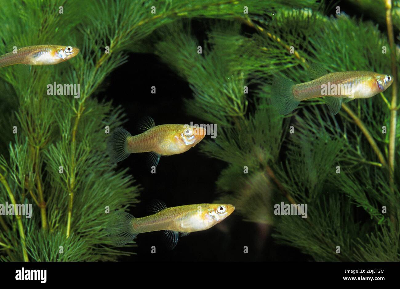Mosquito Fish, gambusia affinis Stock Photo - Alamy