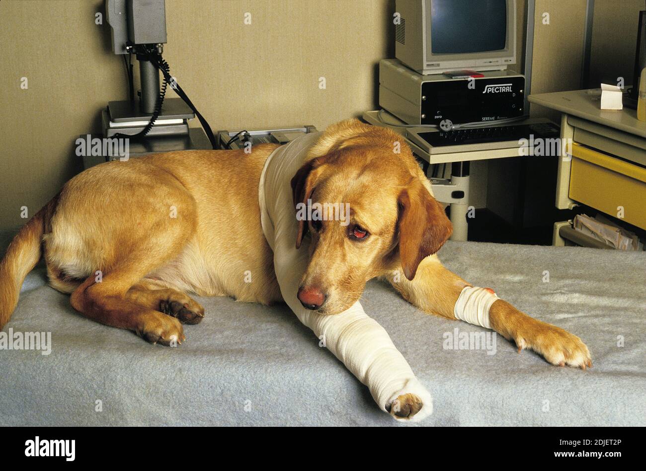 Dog at Vet with a Bandage, Leg Injury Stock Photo - Alamy