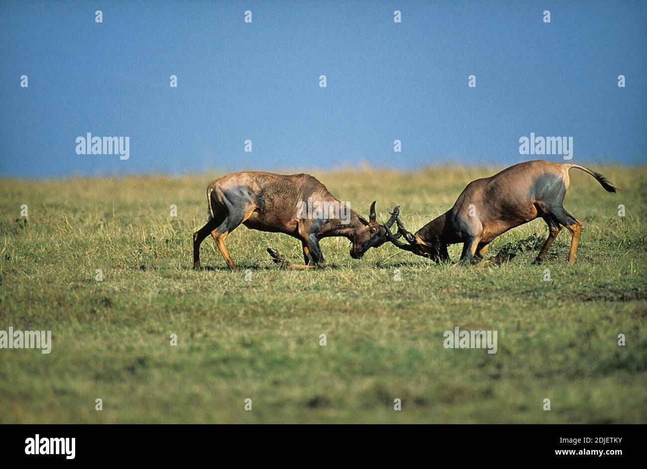 Two male topis hi-res stock photography and images - Alamy