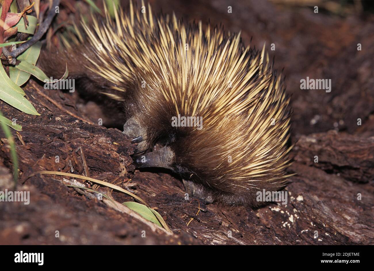 Short Beaked Echidna, tachyglossus aculeatus, Australia Stock Photo - Alamy