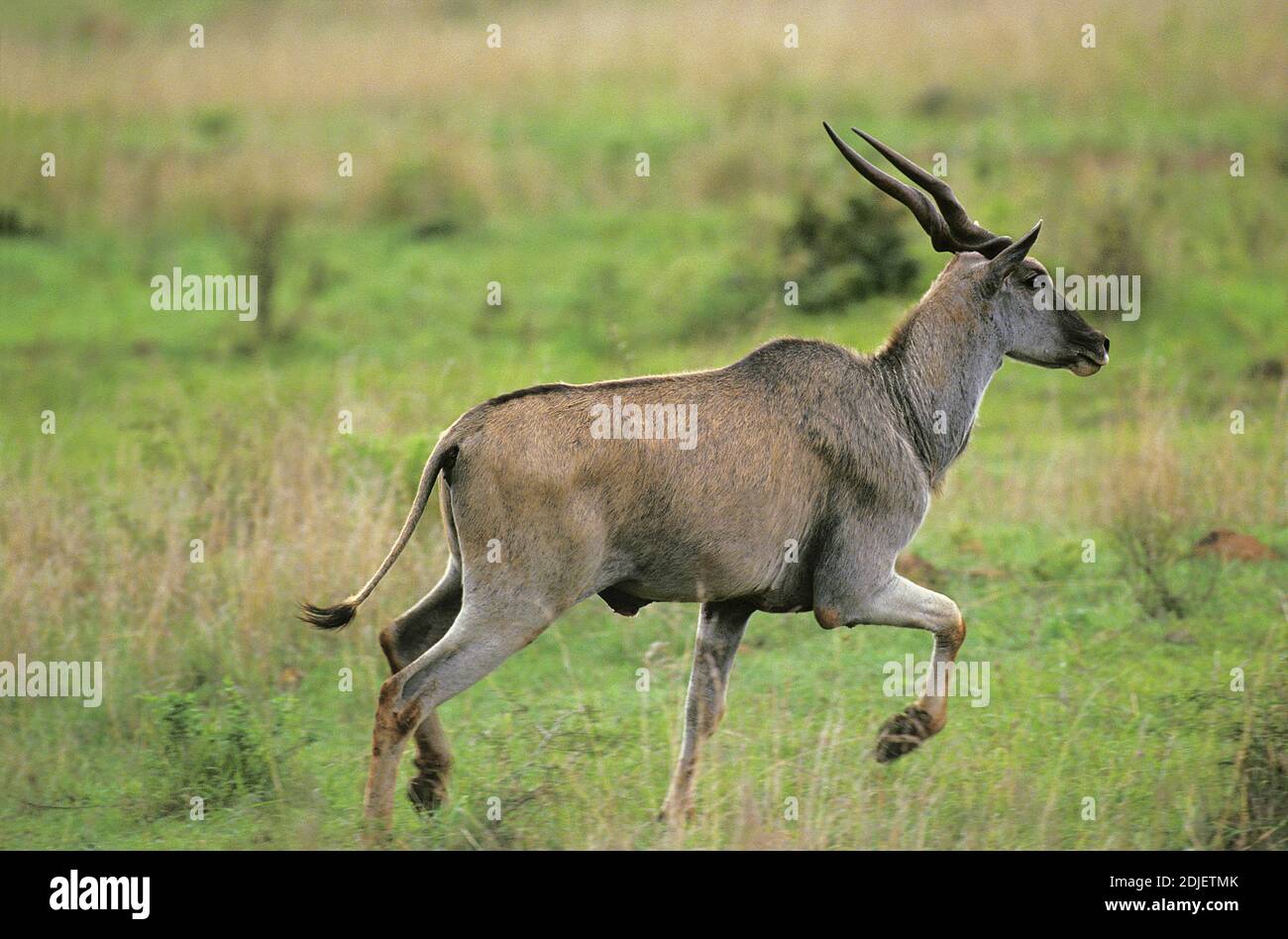 Cape Eland, taurotragus oryx, Male, Masai Mara Park in Kenya Stock ...