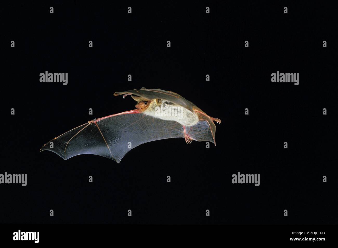 Mouse-Eared Bat, myotis myotis, Adult in Flight against Black ...