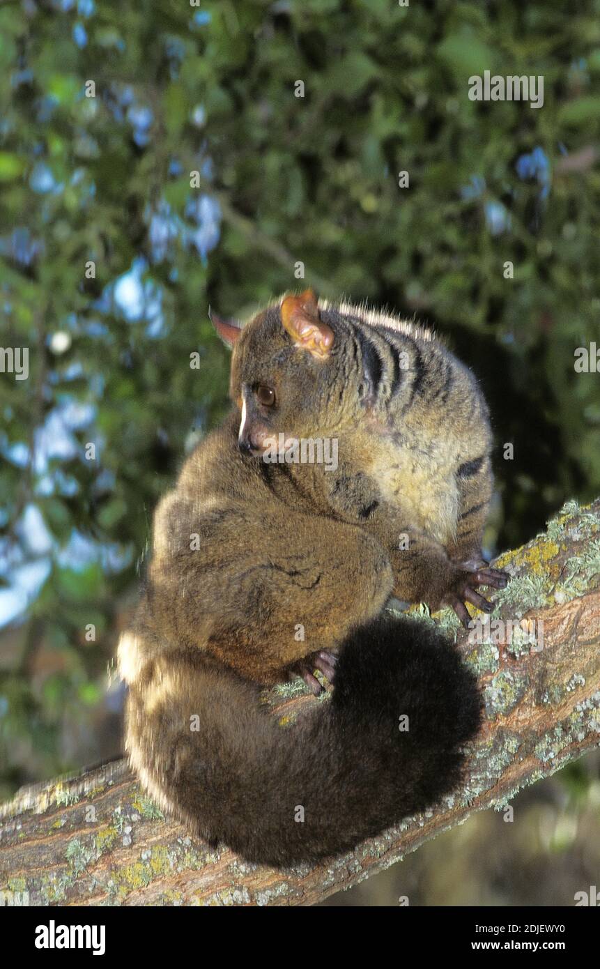 Thick-Tailed Bush Baby or Greater Galago, otolemur crassicaudatus ...