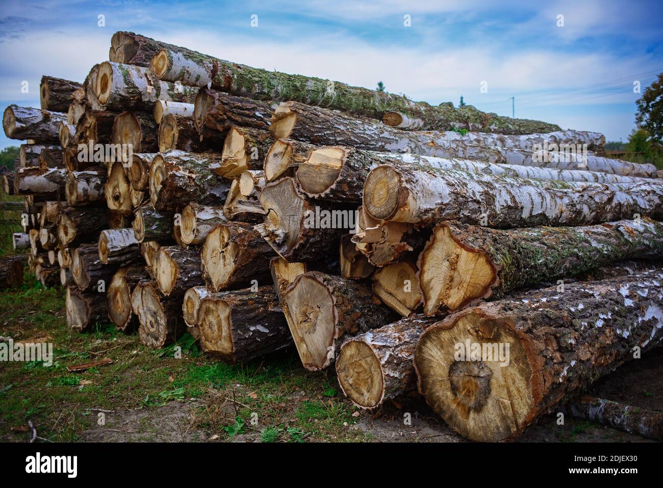 Round wooden logs lie on the ground. Timber harvesting Stock Photo - Alamy