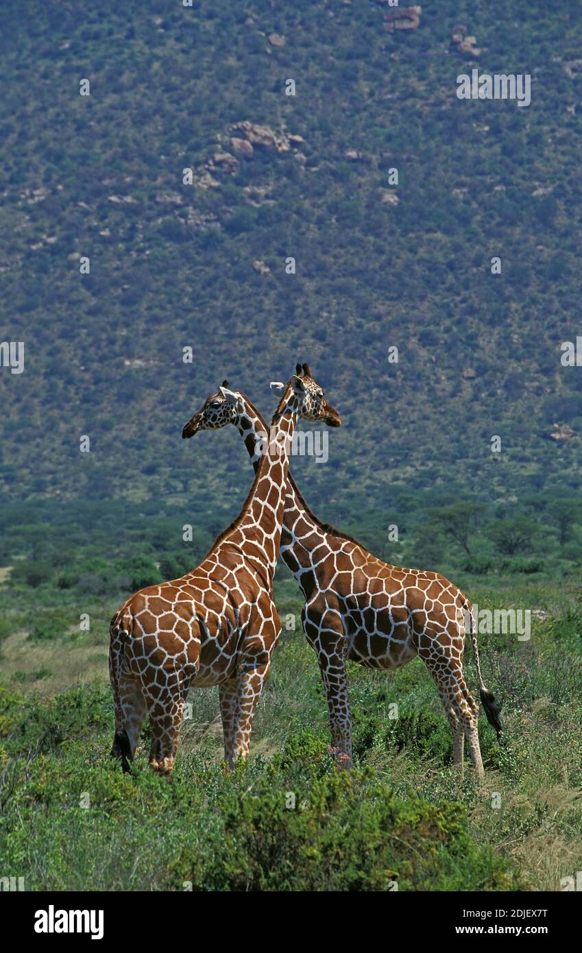 Reticulated Giraffe, giraffa camelopardalis reticulata, Samburu Park in ...