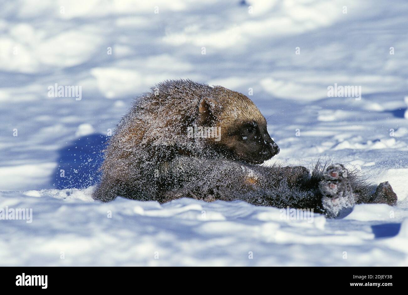North american wolverine gulo gulo luscus hi-res stock photography and ...