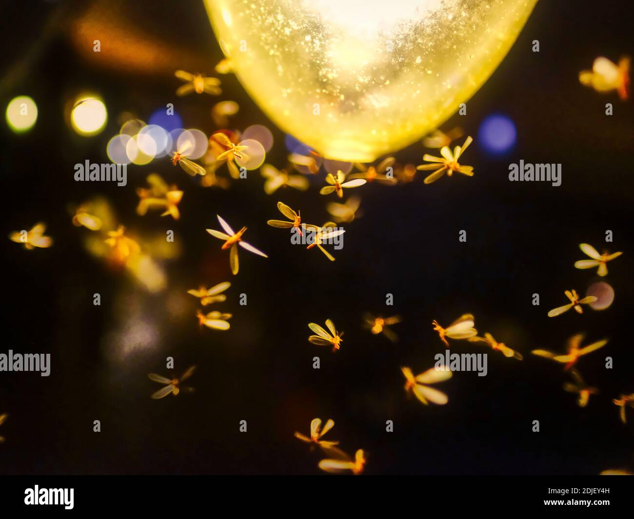 Glowing bulb and insect hi-res stock photography and images - Alamy