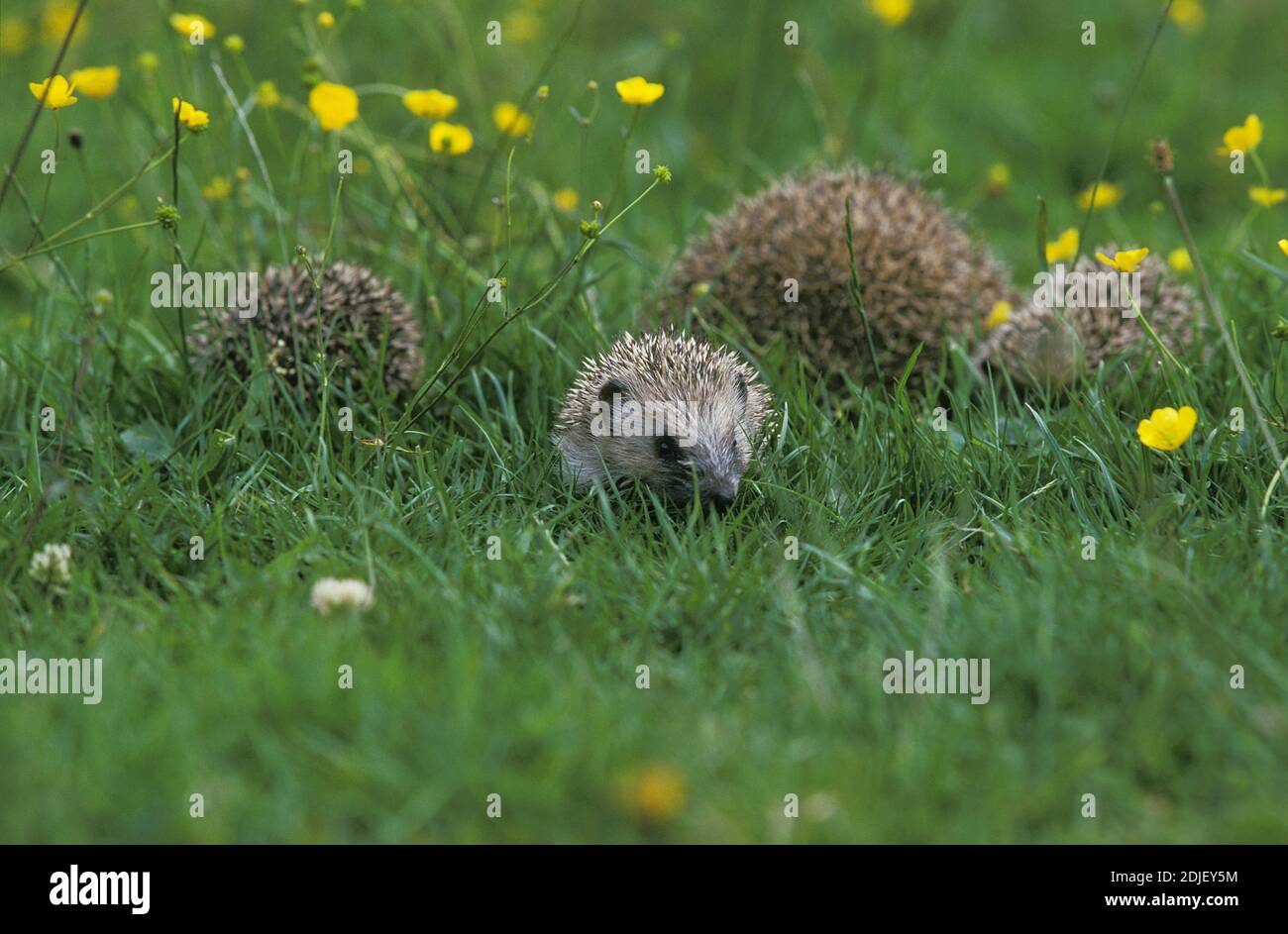 European Hedgehog, erinaceus europaeus, Mother with Youngs, Normandy ...