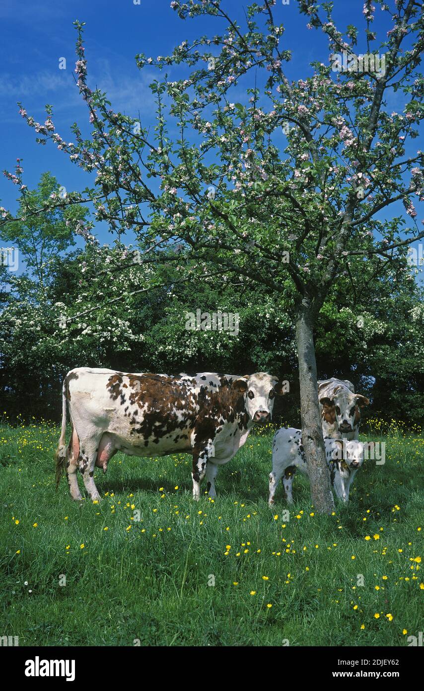 Normandy Cow with Calf, Calvados in France Stock Photo - Alamy