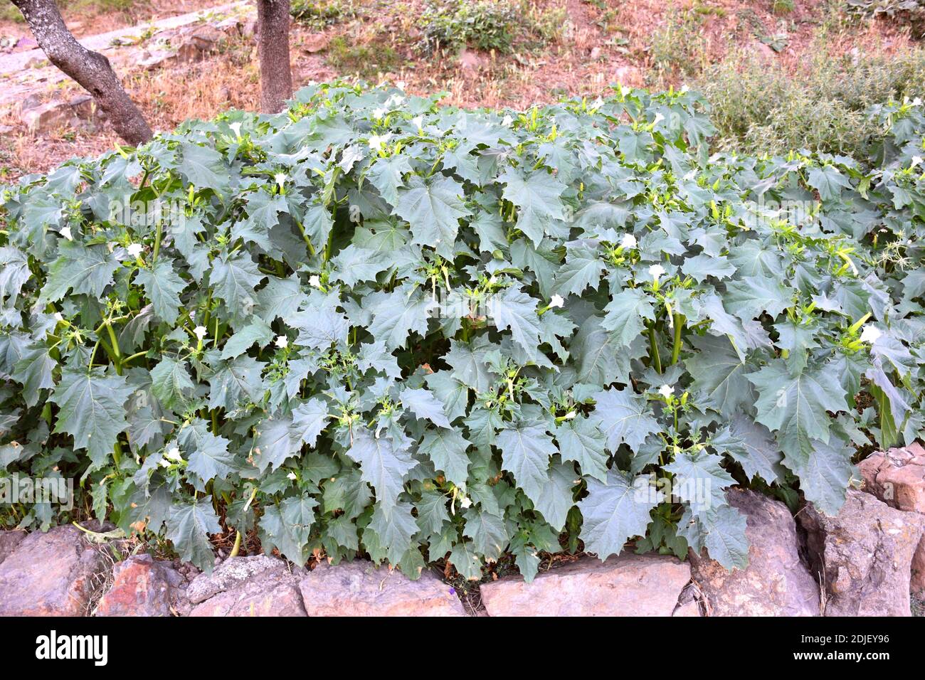 Gypsum weed hi-res stock photography and images - Alamy