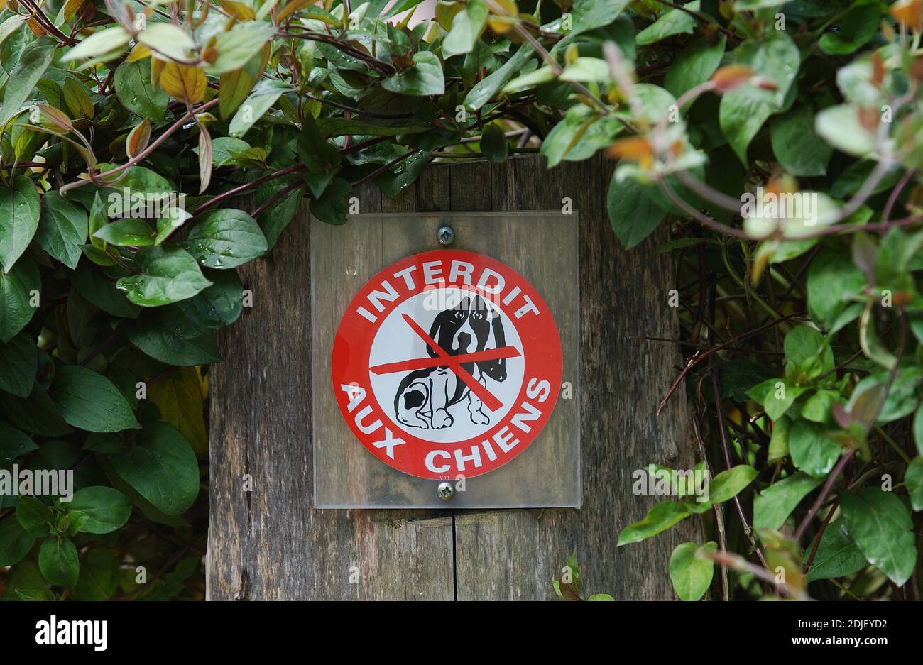 Prohibition Sign for Dogs Stock Photo - Alamy