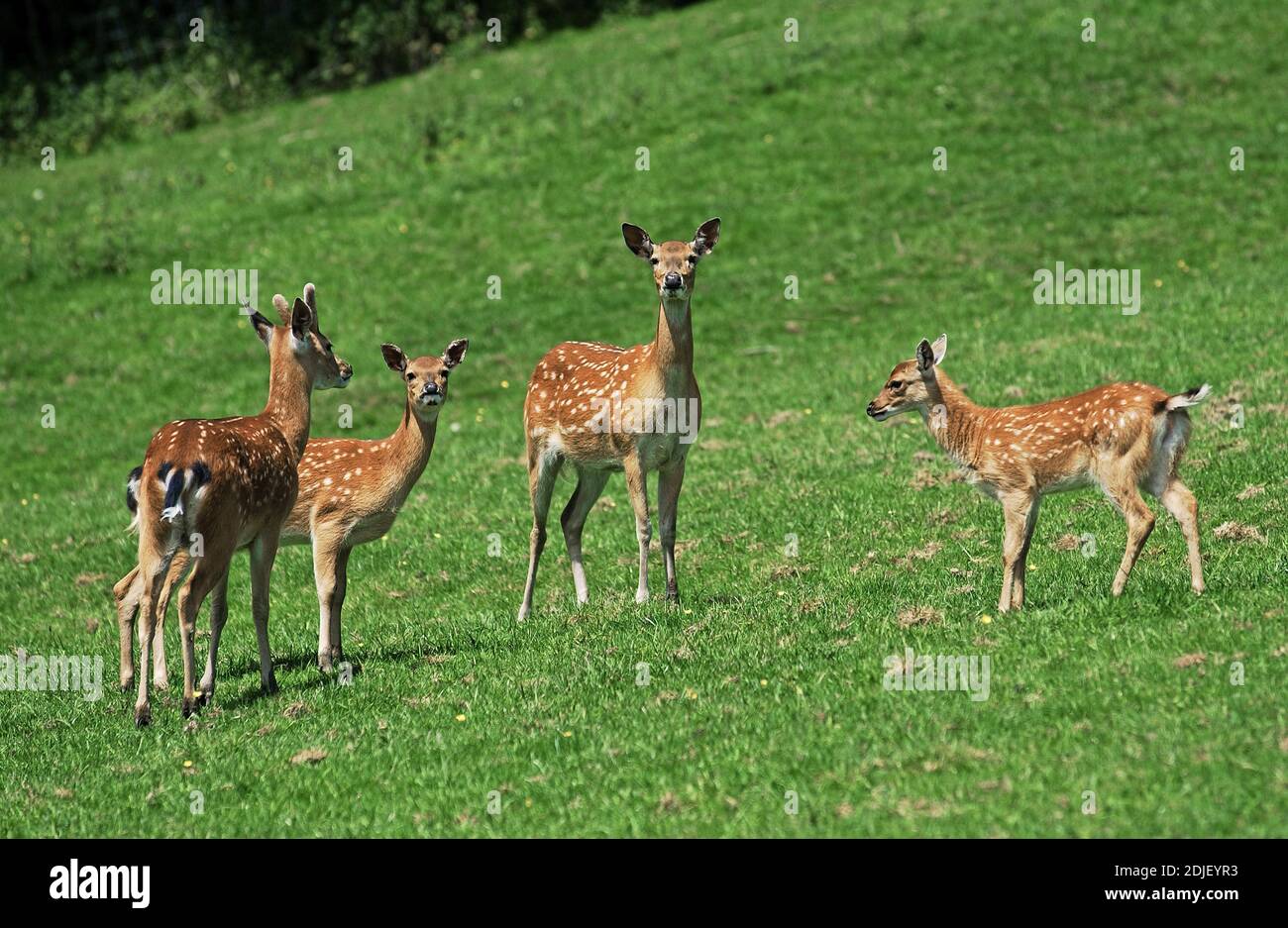 Vietnamese Sika Deer, cervus nippon pseudaxis, Herd Stock Photo - Alamy
