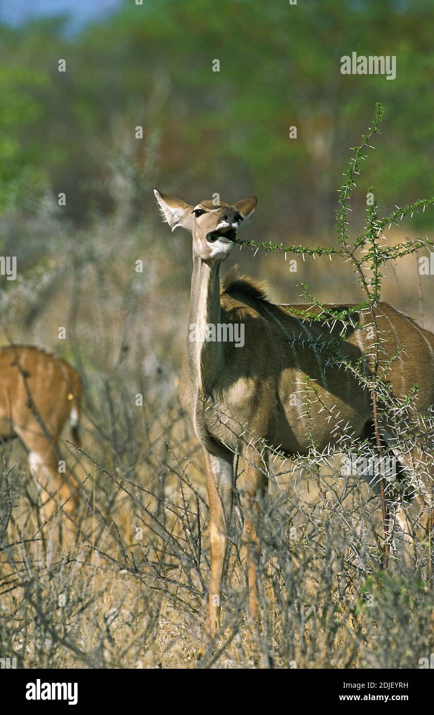 Greater Kudu, tragelaphus strepsiceros, Female eating Acacia Tree ...