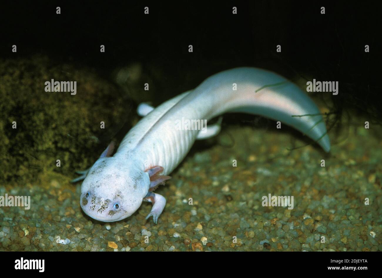 Ambystoma Mexicanum Metamorphosis