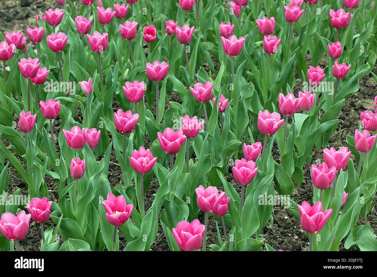 Pink champion flower hi-res stock photography and images - Alamy